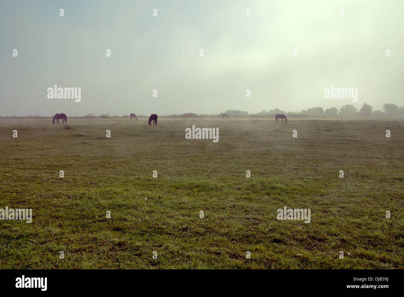Spring picture of the couple of horses on the meadow Stock Photo - Alamy