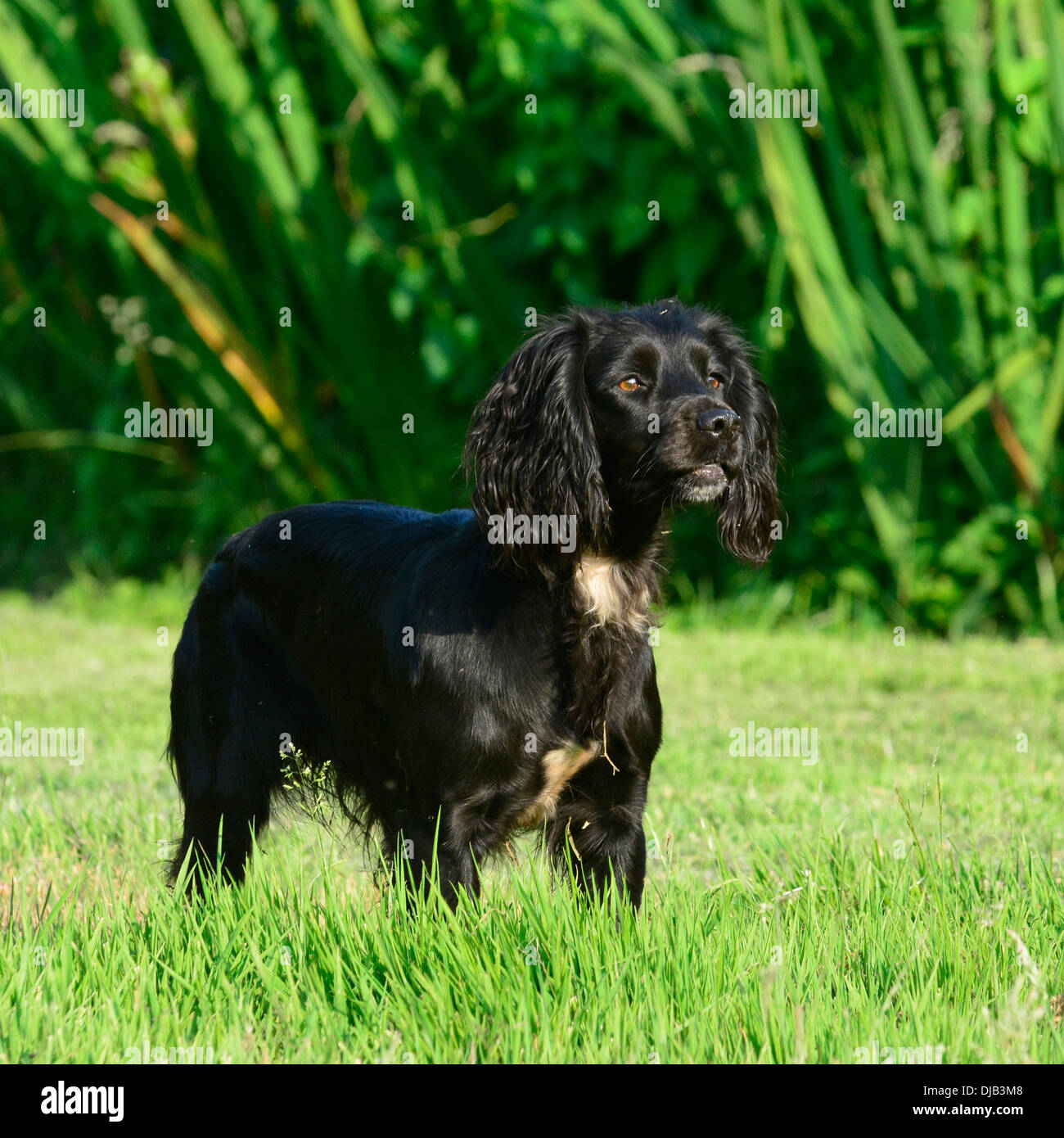 english cocker spaniel standing on field Stock Photo - Alamy