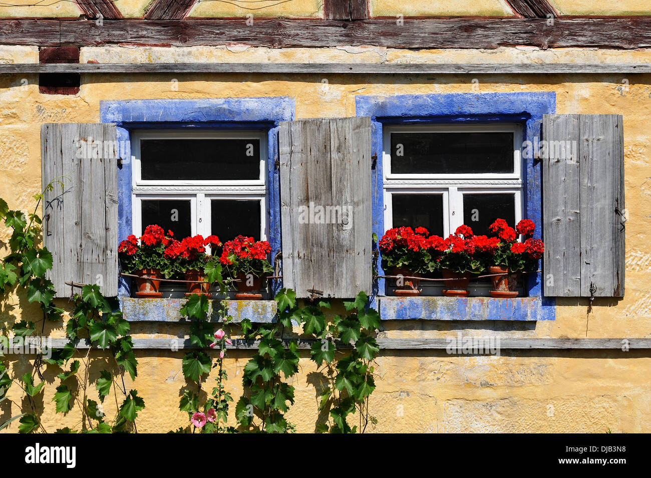 Windows with flowering Geraniums (Pelargonium Zonal Hybrid) on the ...