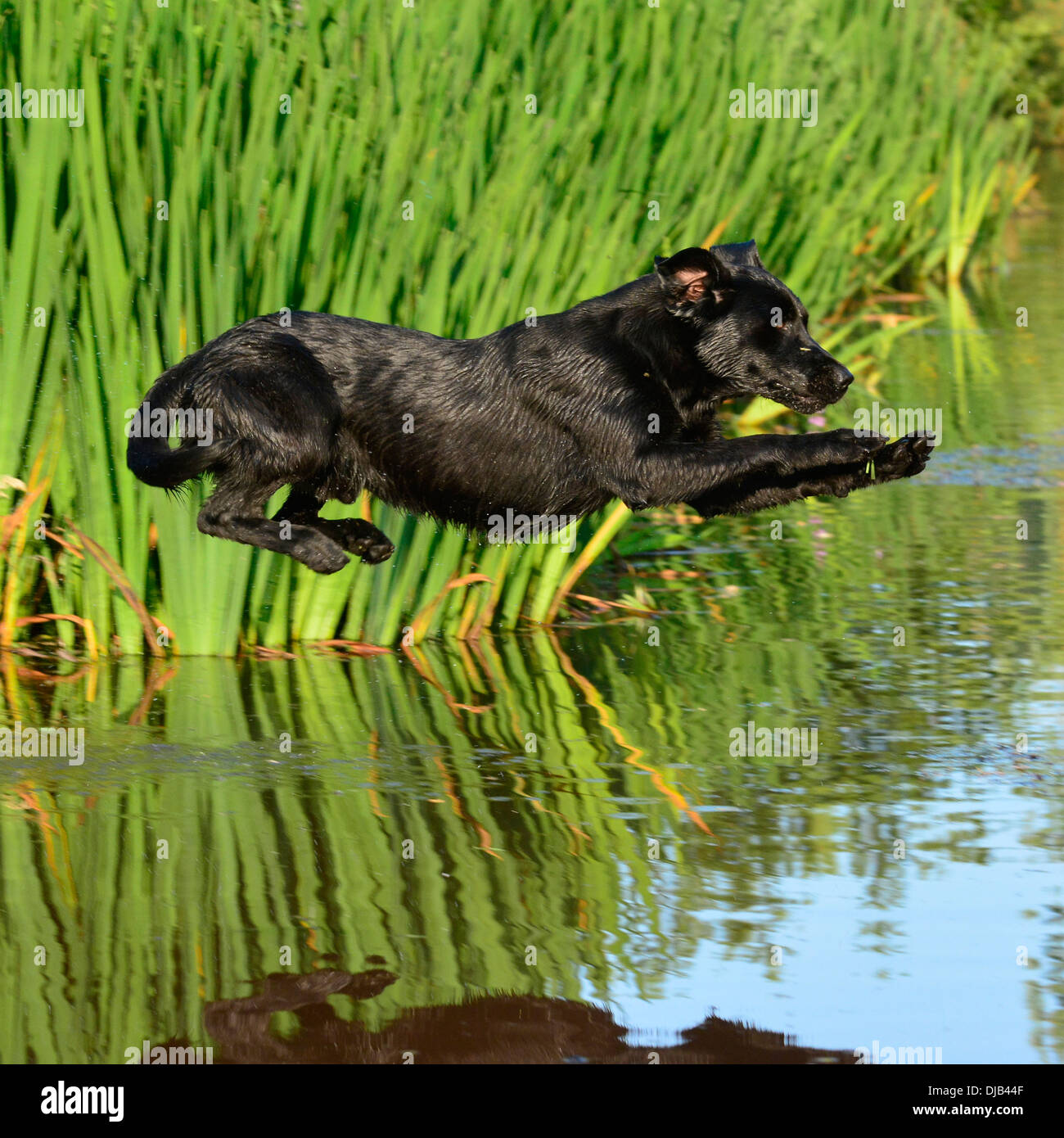 labrador retriever jumping into water Stock Photo - Alamy