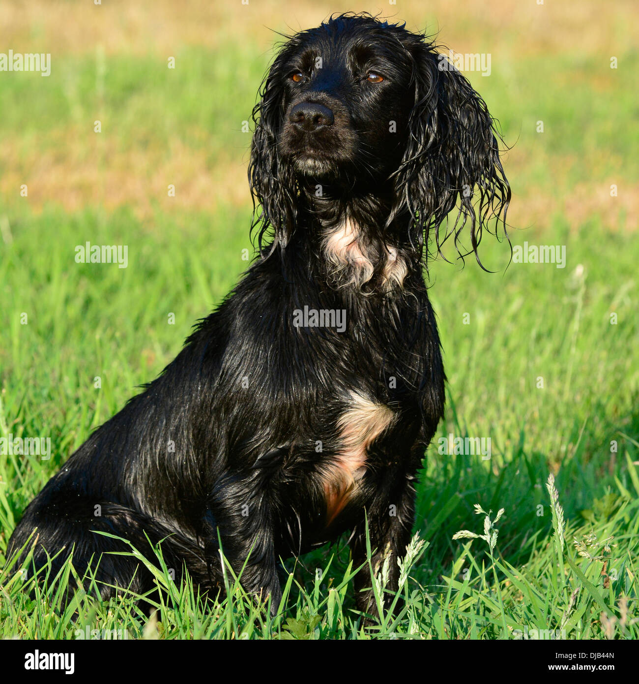 Working springer spaniel hi-res stock photography and images - Alamy