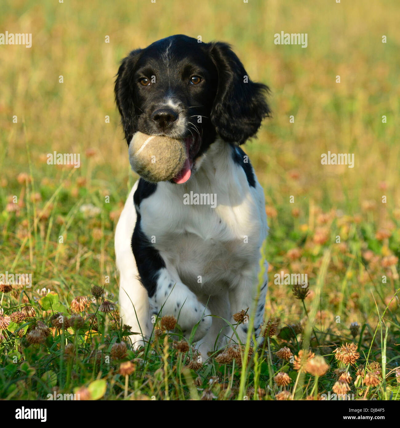 springer spaniel apporting ball Stock Photo - Alamy
