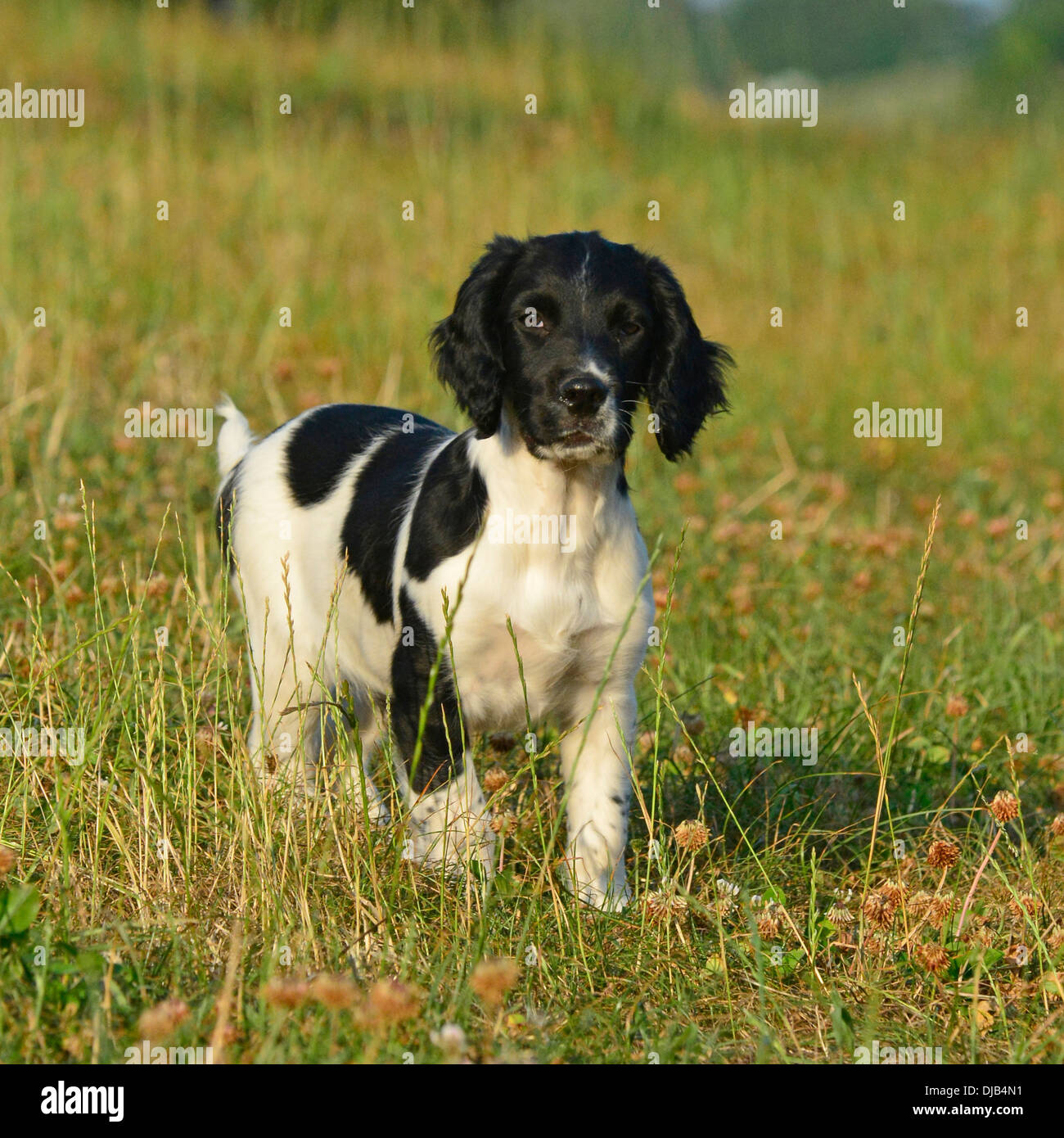 springer spaniel puppy Stock Photo - Alamy