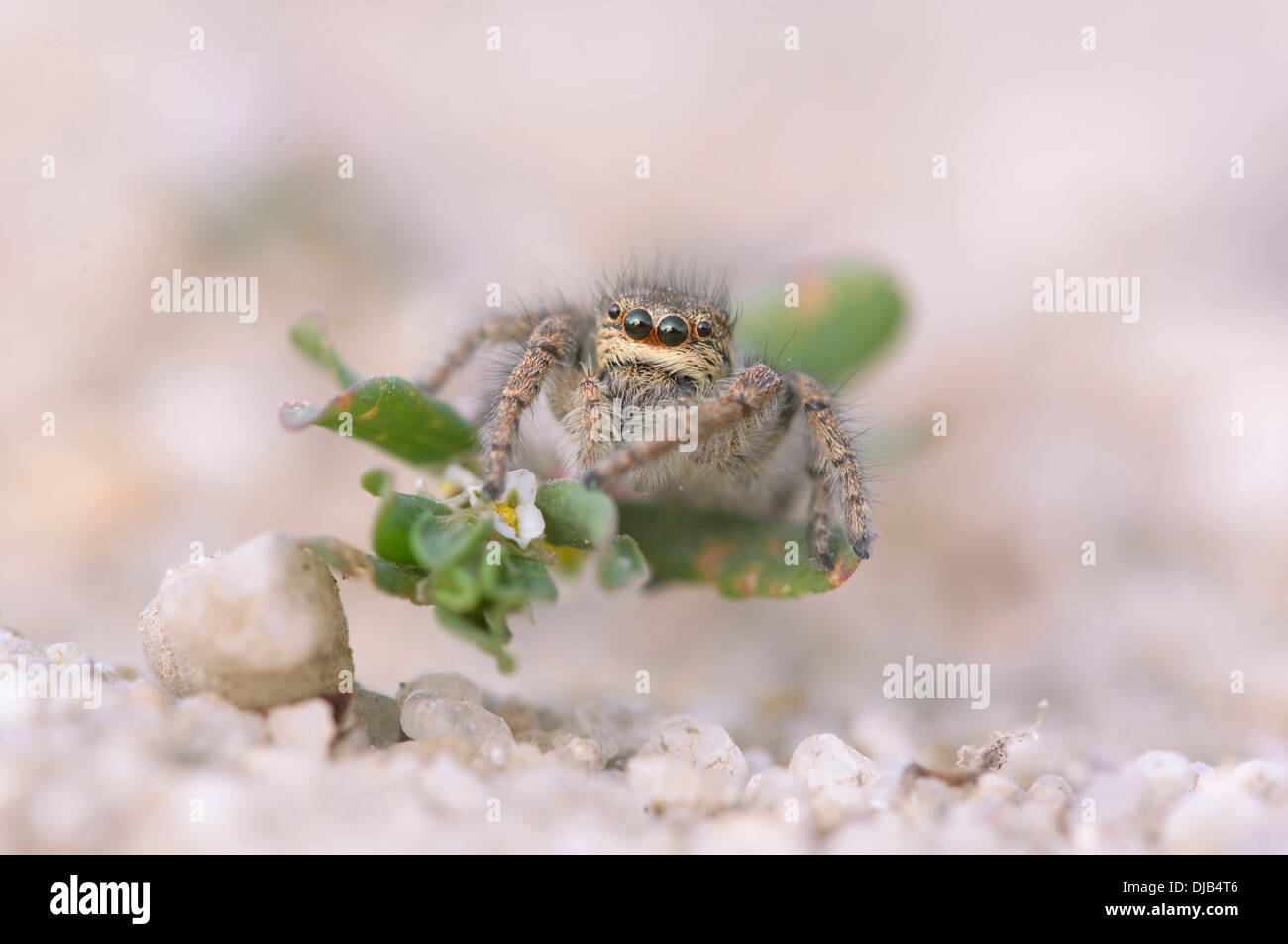 Gold eyes jumping spider (Philaeus chrysops), female, Brandenburg ...