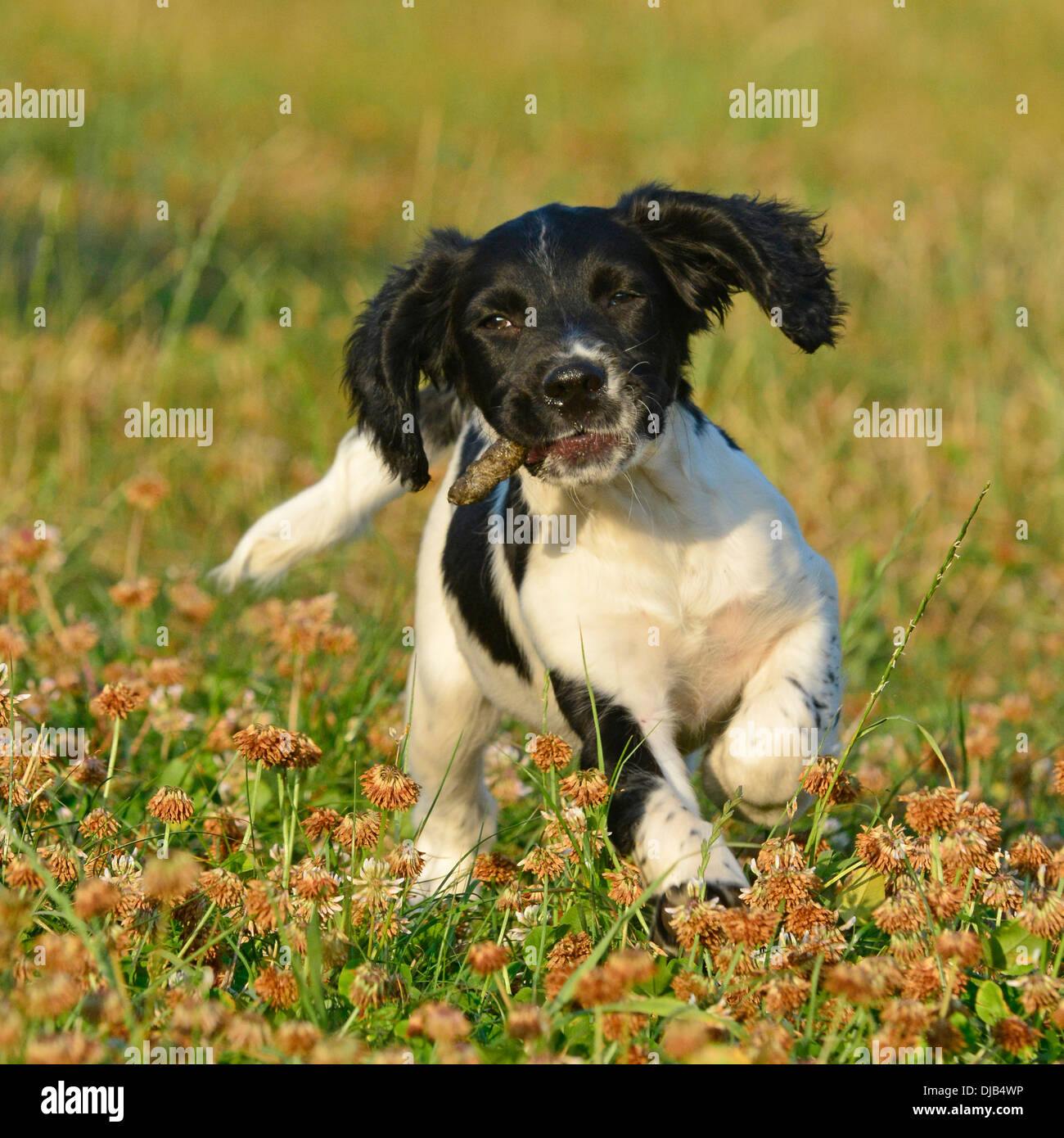 Working springer spaniel puppy hi-res stock photography and images - Alamy