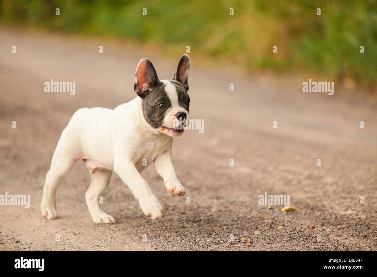 French Bulldog, puppy running on a path Stock Photo - Alamy