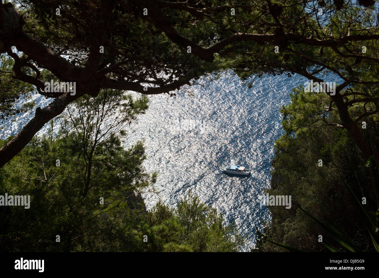 Looking down through trees hi-res stock photography and images - Alamy