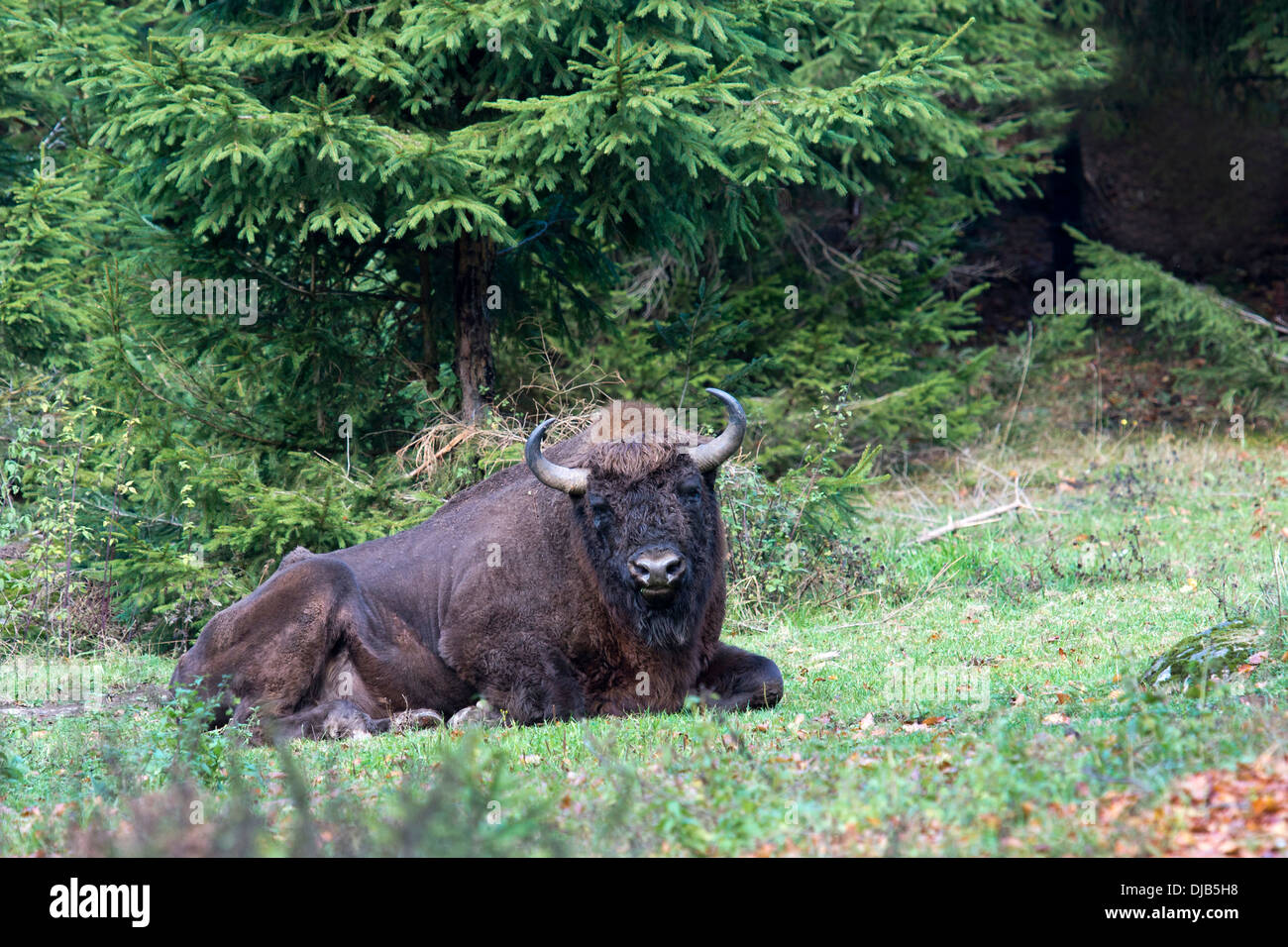 European Bison (Bison bonasus), outdoor enclosure, Bavarian Forest ...