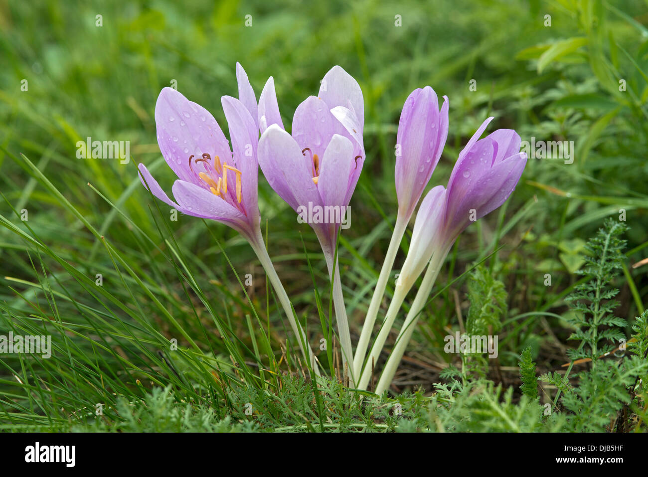 Autumn Crocus (Colchicum autumnale), Burgenland, Austria Stock Photo ...