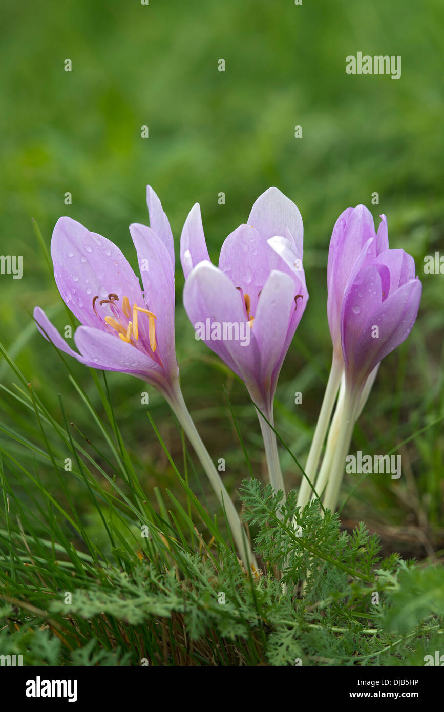 Autumn Crocus (Colchicum autumnale), Burgenland, Austria Stock Photo ...