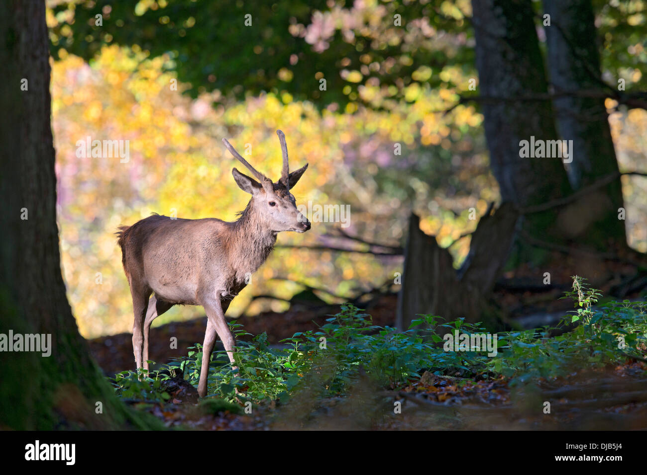 Red Deer (Cervus elaphus), young male, outdoor enclosure, Bavarian ...