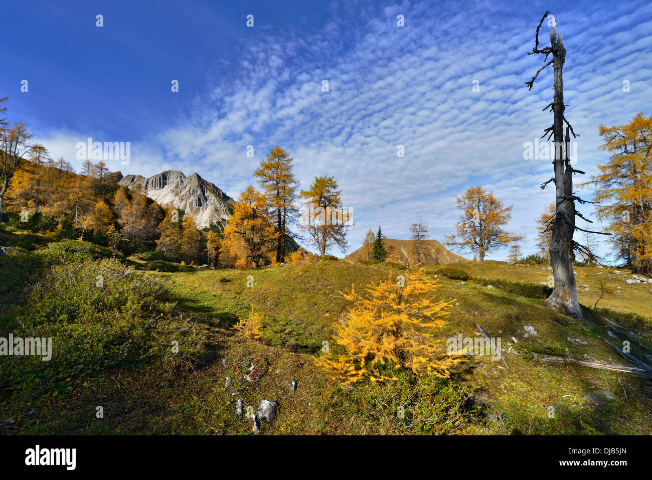 Larch forest (Larix decidua), Mt Mondscheinspitze, Karwendel Mountains ...