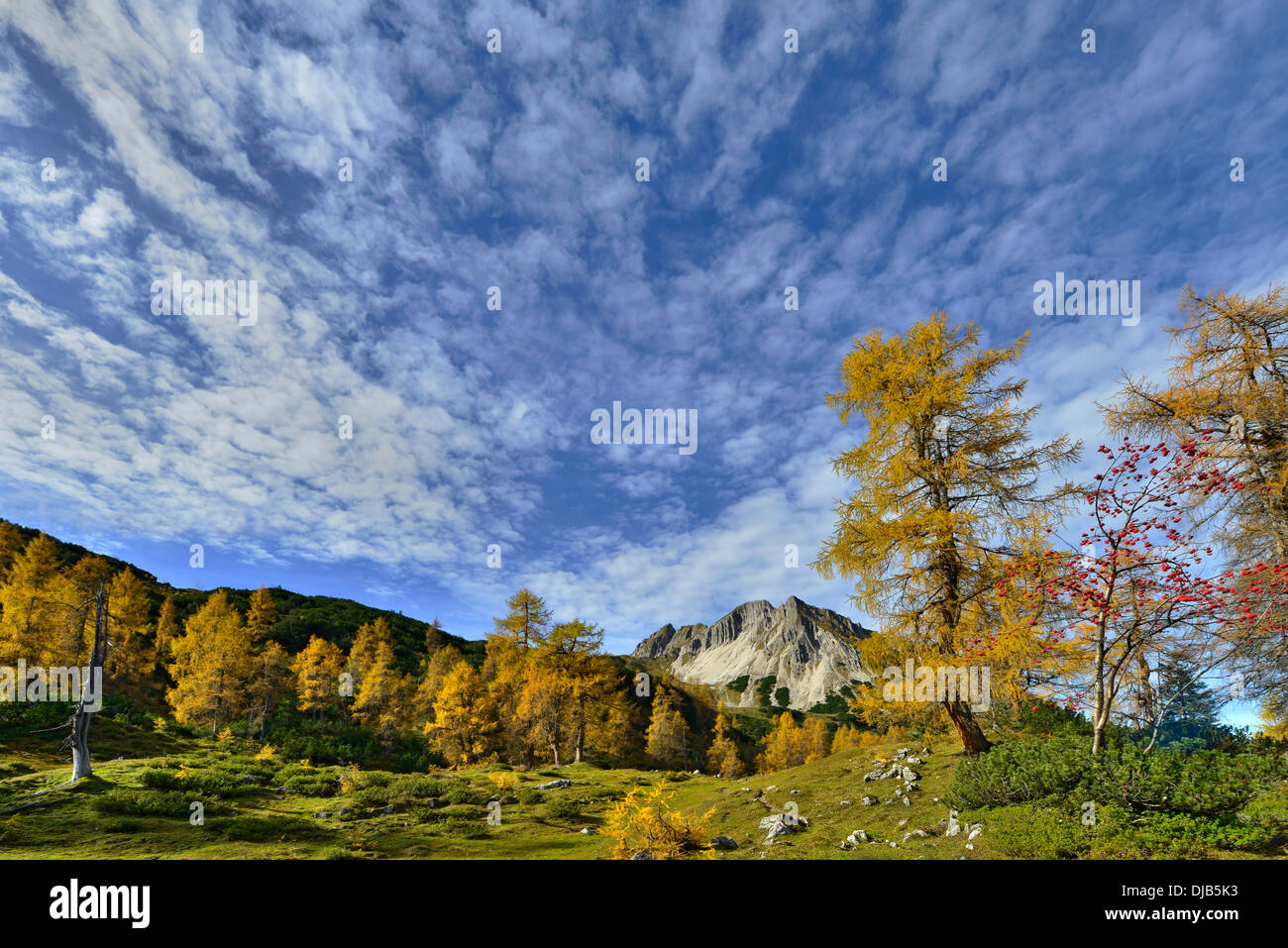 Larch forest (Larix decidua), Mt Mondscheinspitze, Karwendel Mountains ...