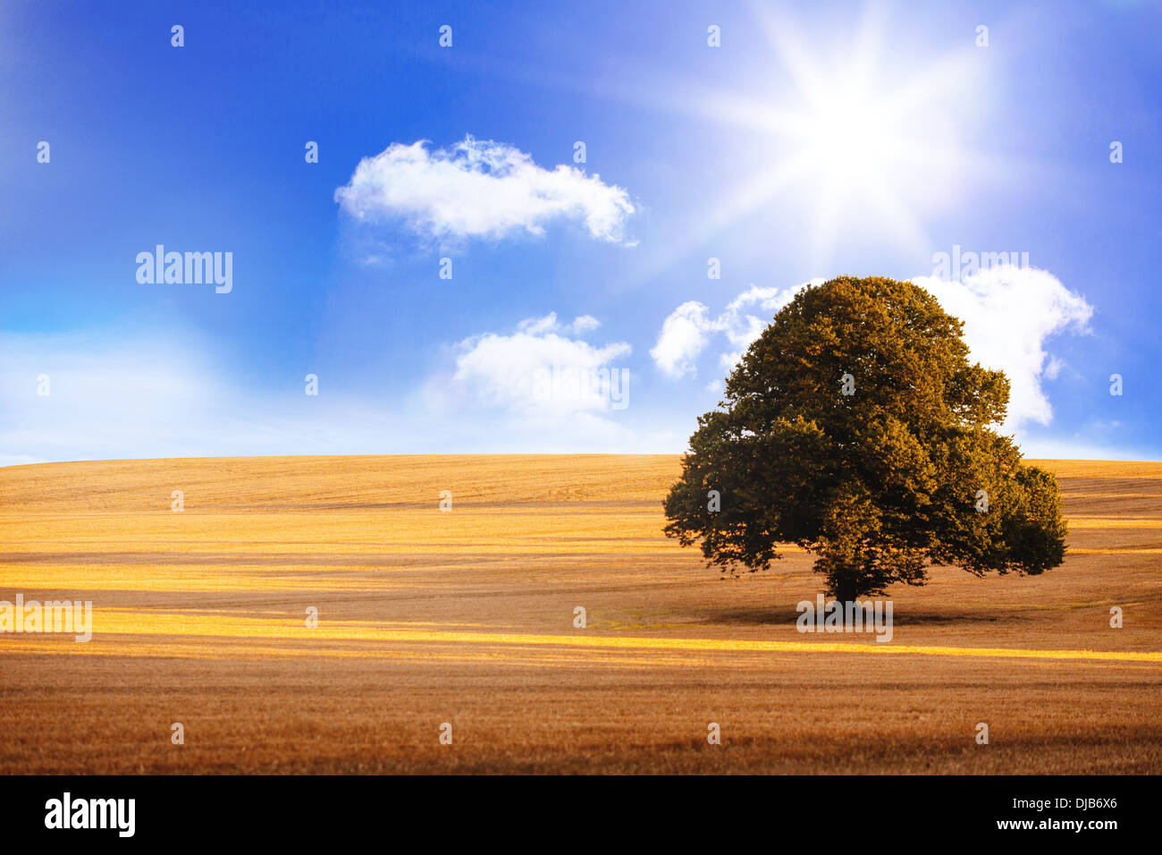 Sunny brown hi-res stock photography and images - Alamy
