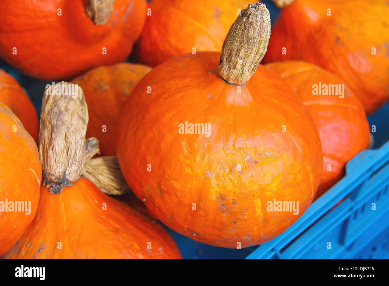 Country store with pumpkins hi-res stock photography and images - Alamy
