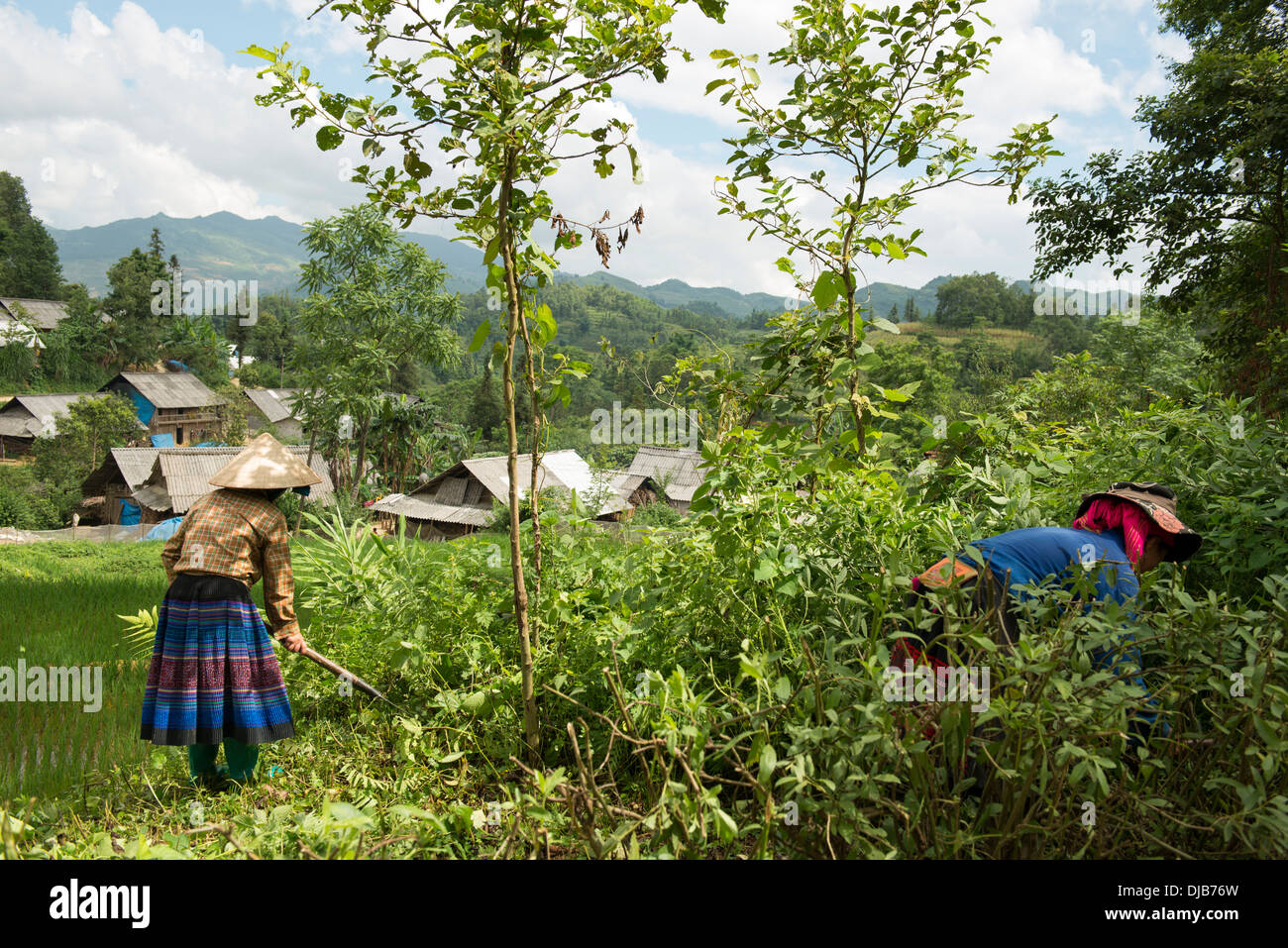 Minority group Flower Hmong girl help to made corn farm in the hill ...