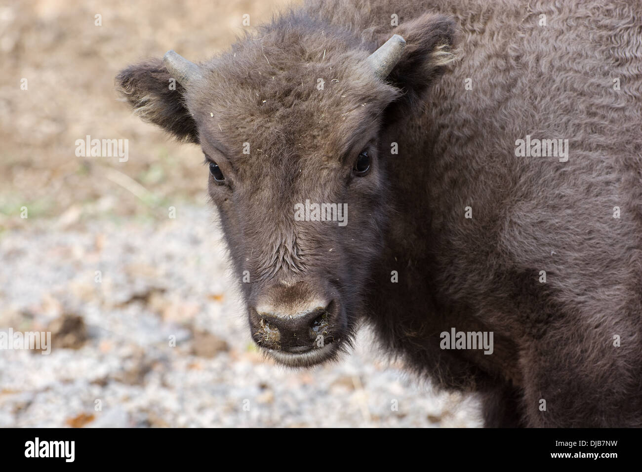 Bison cub hi-res stock photography and images - Alamy