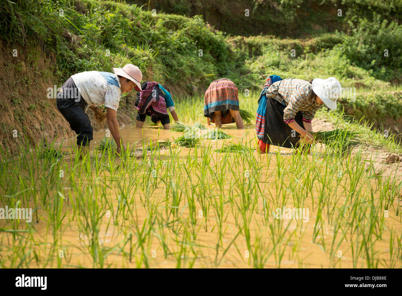 Plant rice minority group Flower Hmong villagers, Bac Ha, Lao Cai ...