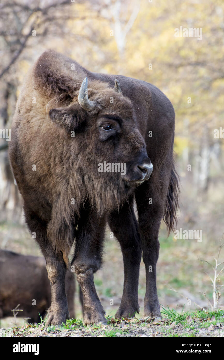 Bison leg hi-res stock photography and images - Alamy