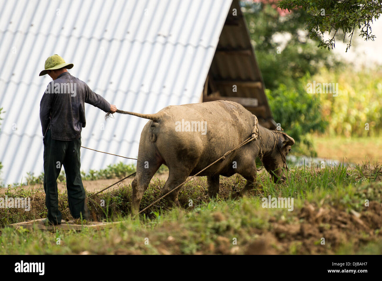 Buffalo plow hi-res stock photography and images - Alamy