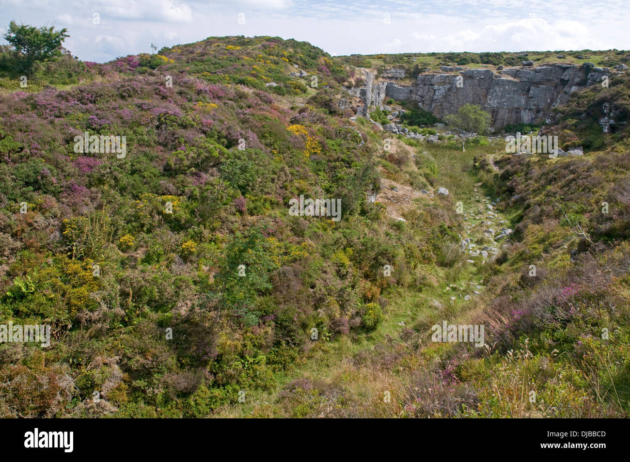 Old disused and overgrown quarry workings on the northern slopes of ...