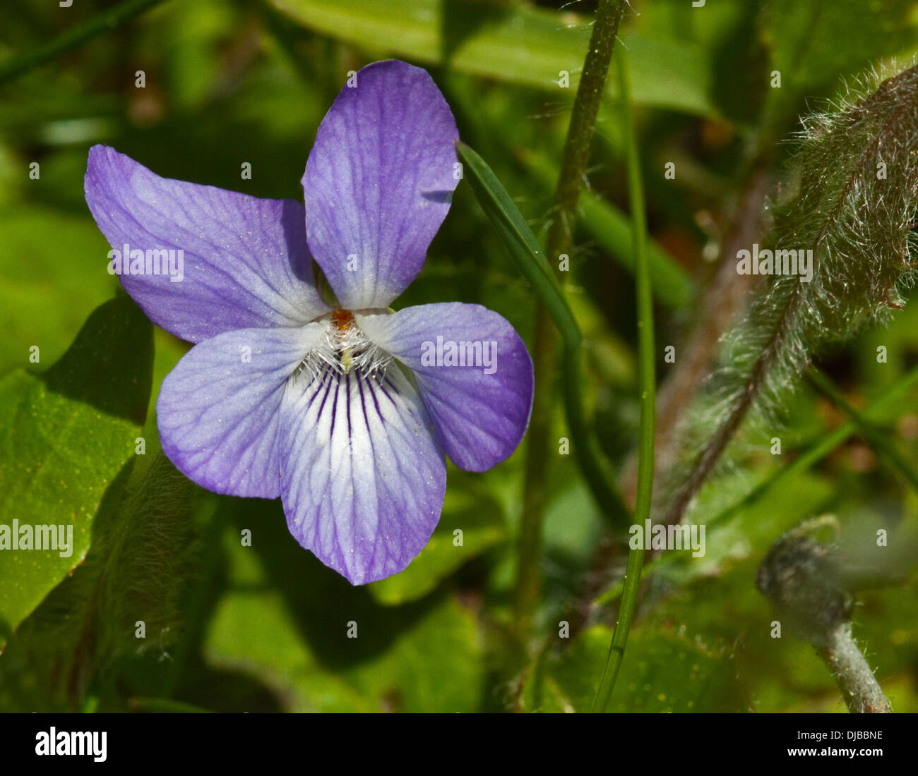 Common dog violet hi-res stock photography and images - Alamy