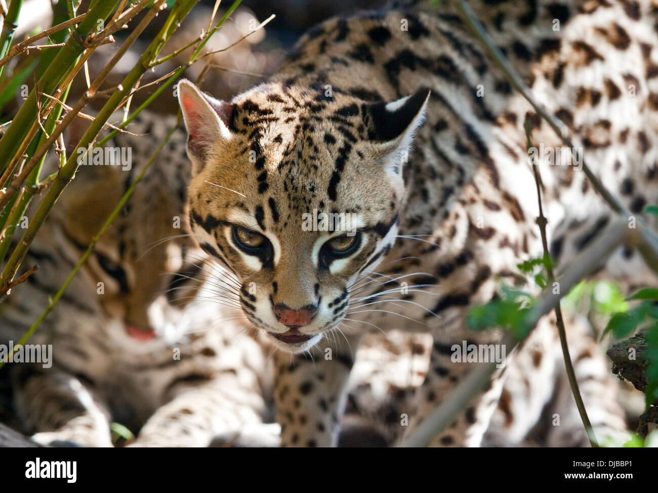 Ocelot (leopardus pardalis Stock Photo - Alamy