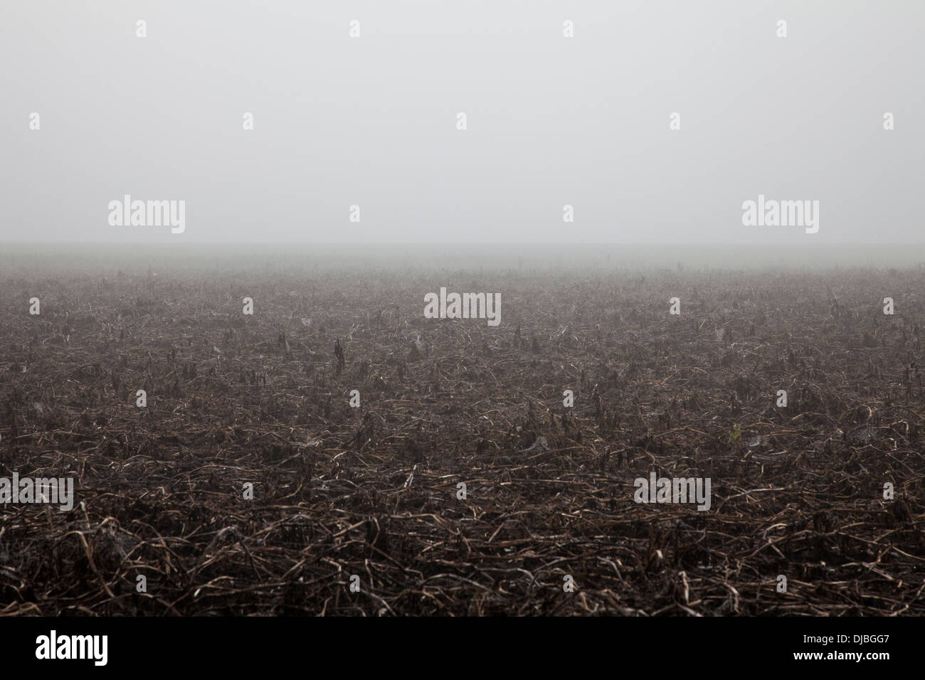 Fog of war hi-res stock photography and images - Alamy