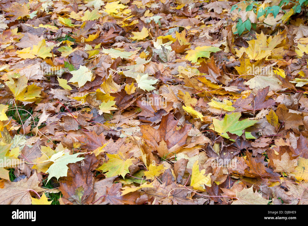 Autumn leaves on the ground Stock Photo - Alamy