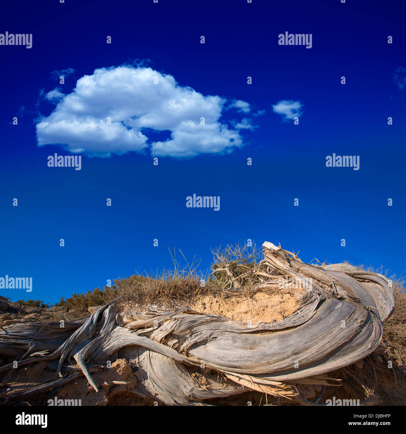 Mediterranean twisted dried juniper tree trunk in Formentera beach dune ...