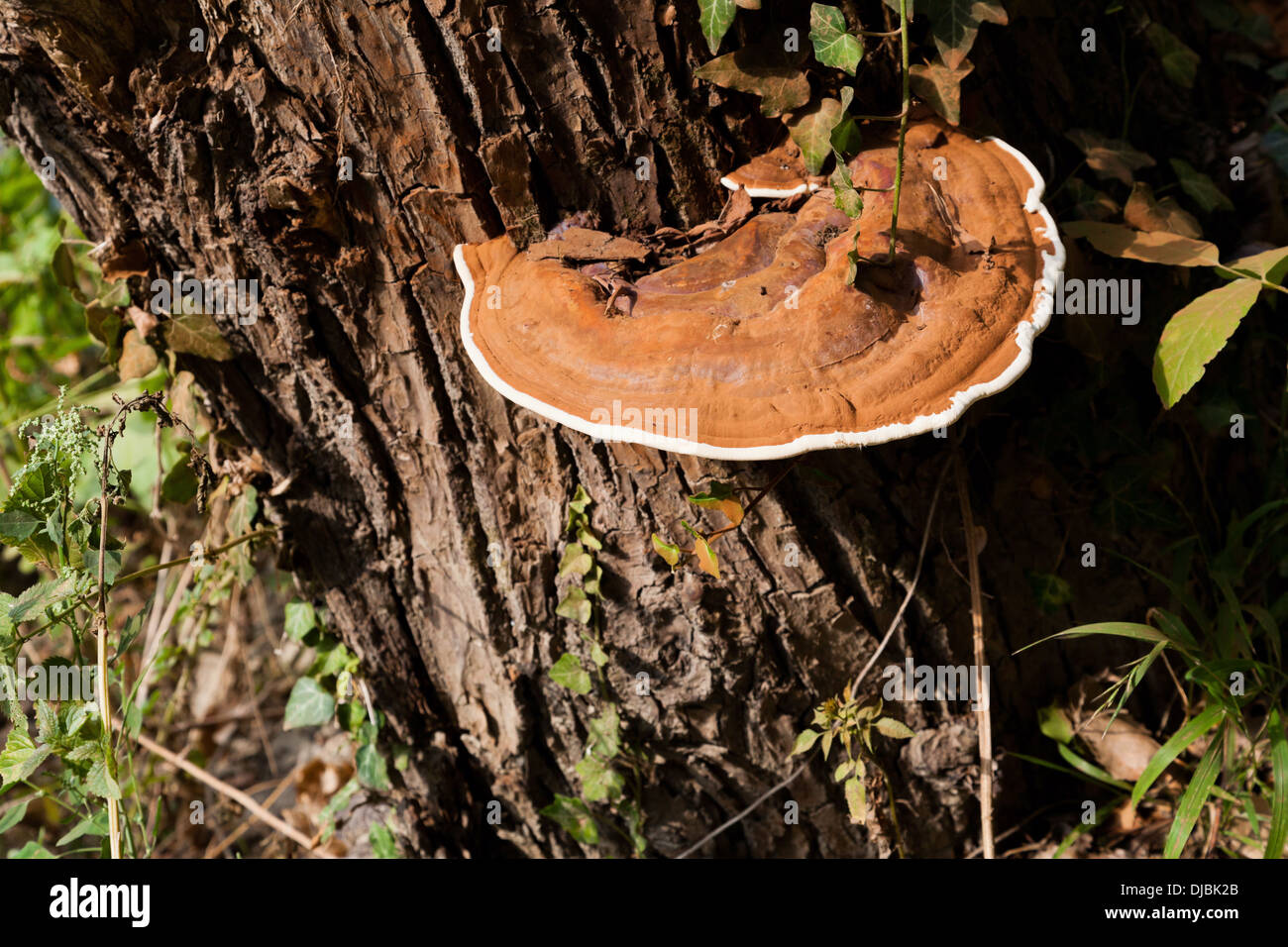 The big tinder fungus on a tree in a wood Stock Photo - Alamy