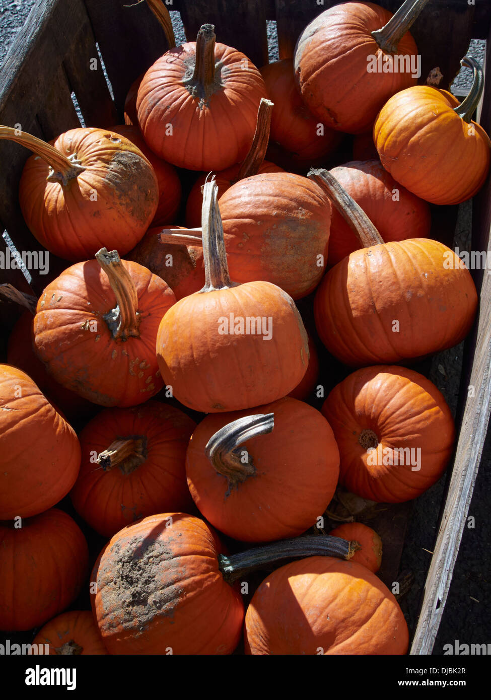 Usa pumpkins hi-res stock photography and images - Alamy