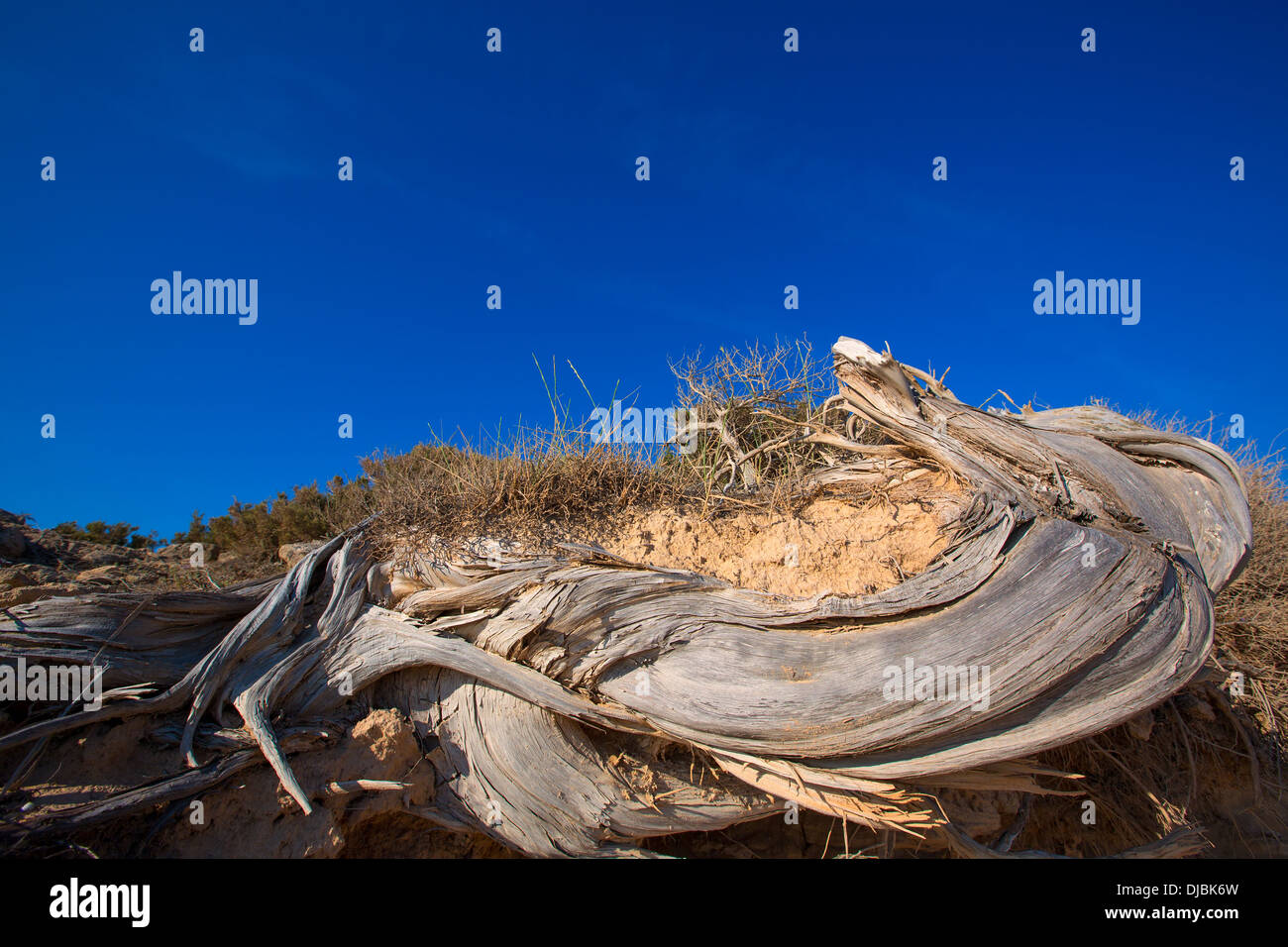 Mediterranean twisted dried juniper tree trunk in Formentera beach dune ...