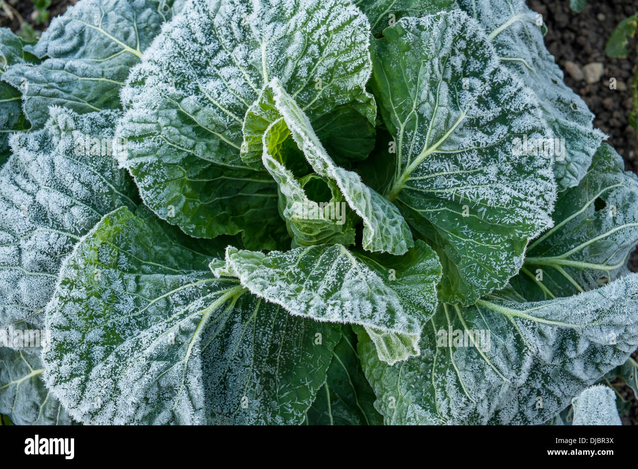 Frosted cabbage in a kitchen garden on a winter morning. South Devon ...