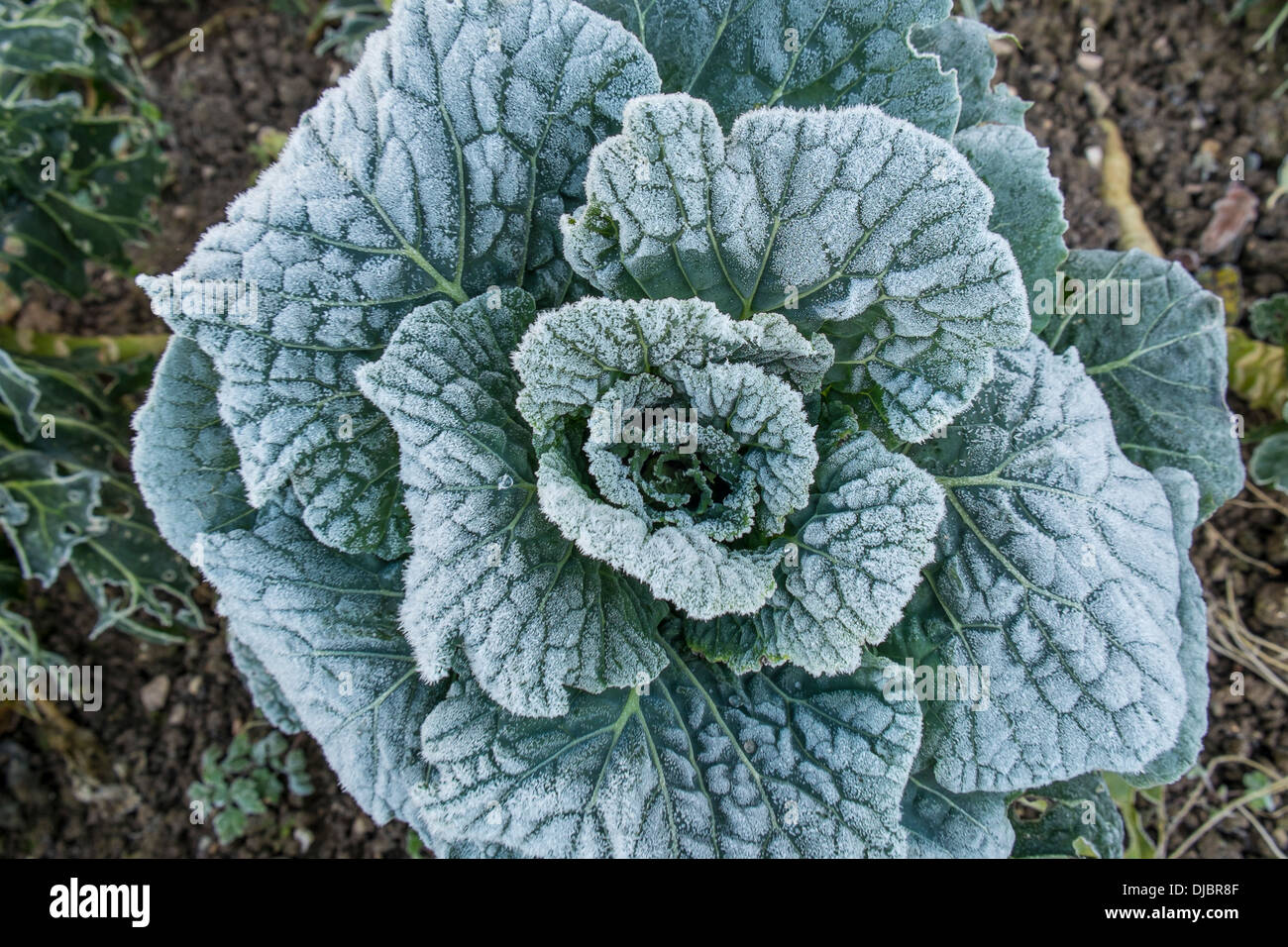 Frosted cabbage in a kitchen garden on a winter morning. South Devon ...