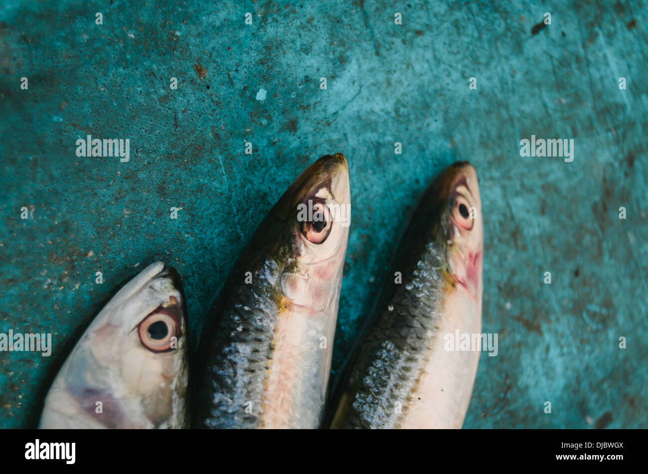 Fish for sale at Deira Fish Market. Dubai, United Arab Emirates Stock ...