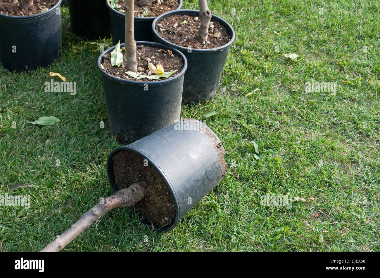potted plant fallen down Stock Photo - Alamy