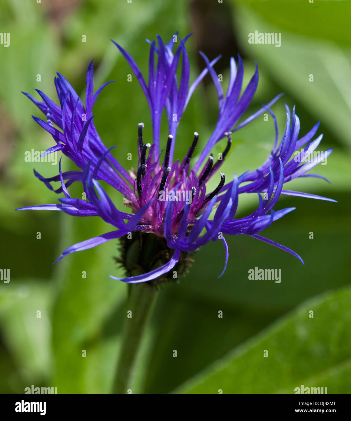 Perennial cornflowers centaurea montana hi-res stock photography and ...
