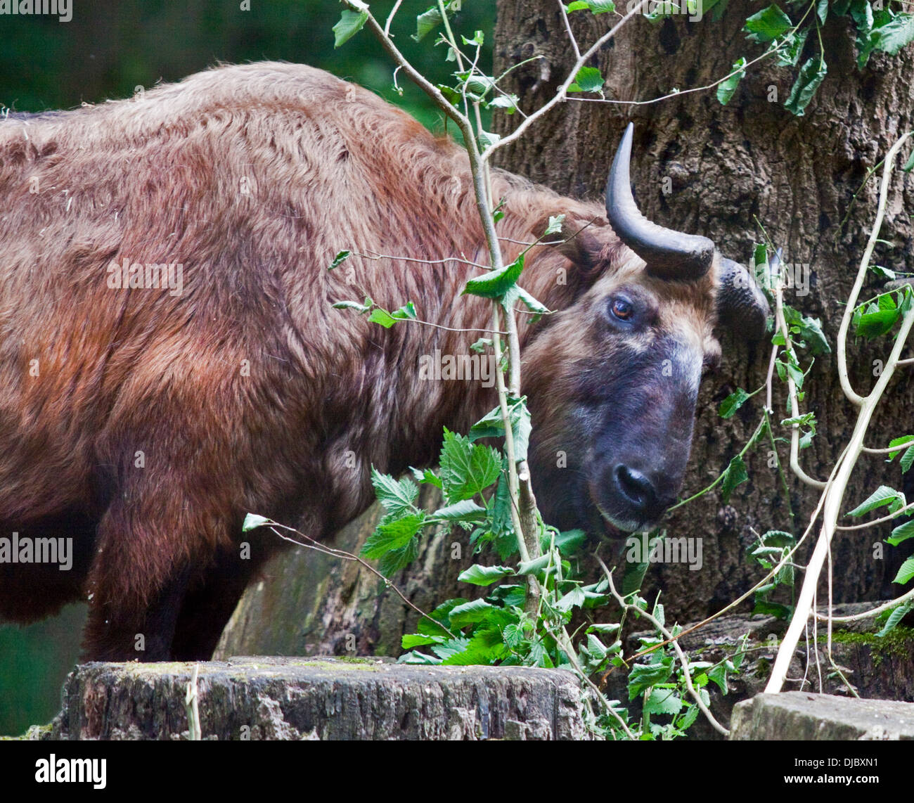 Takin hi-res stock photography and images - Alamy