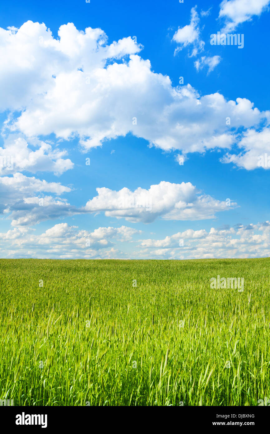 Big wheat green field at spring on sunny day Stock Photo - Alamy
