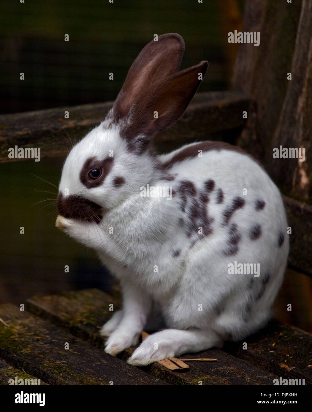 English Spot Rabbit High Resolution Stock Photography and Images - Alamy