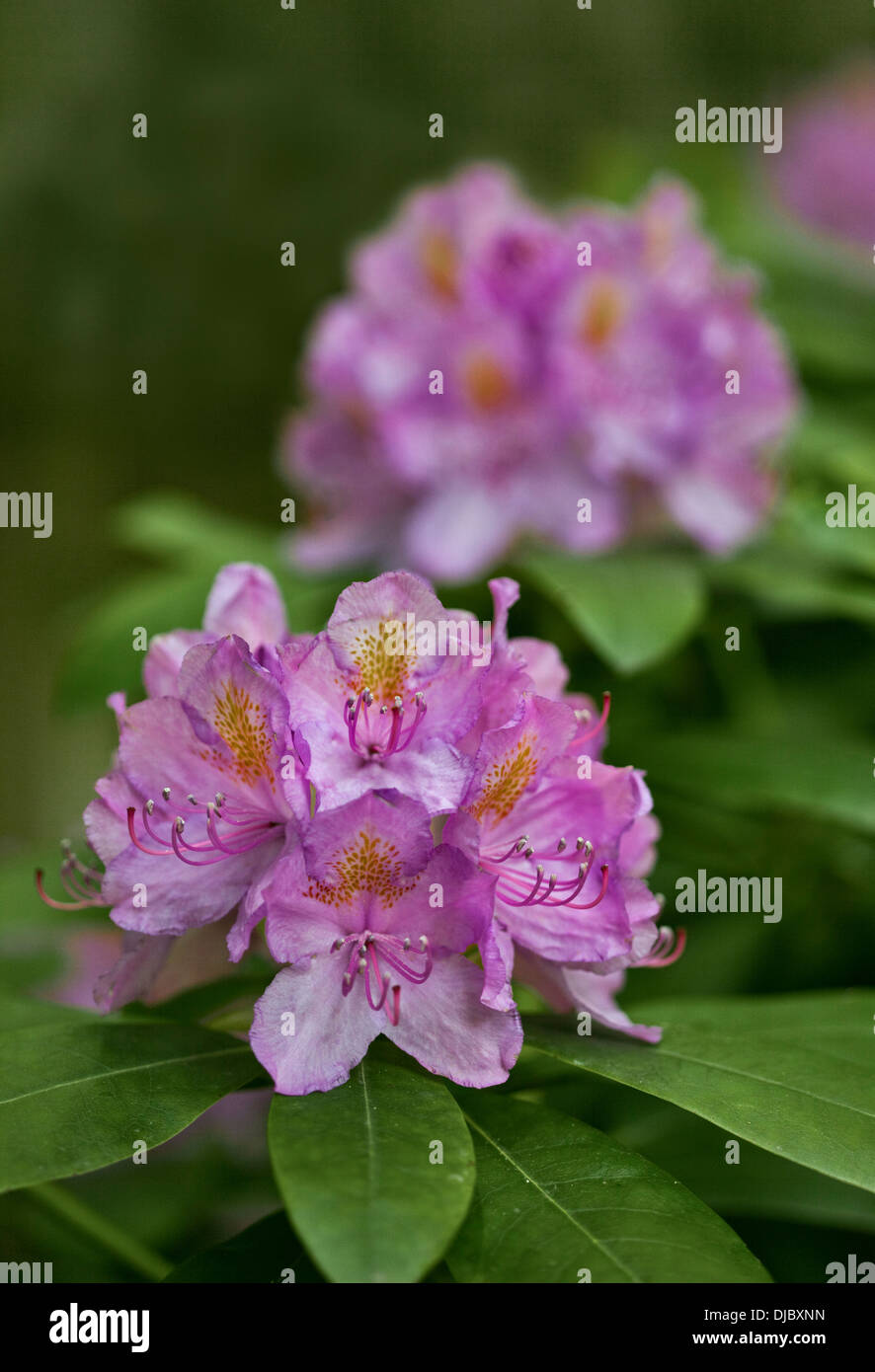 Mauve Rhododendron High Resolution Stock Photography and Images - Alamy