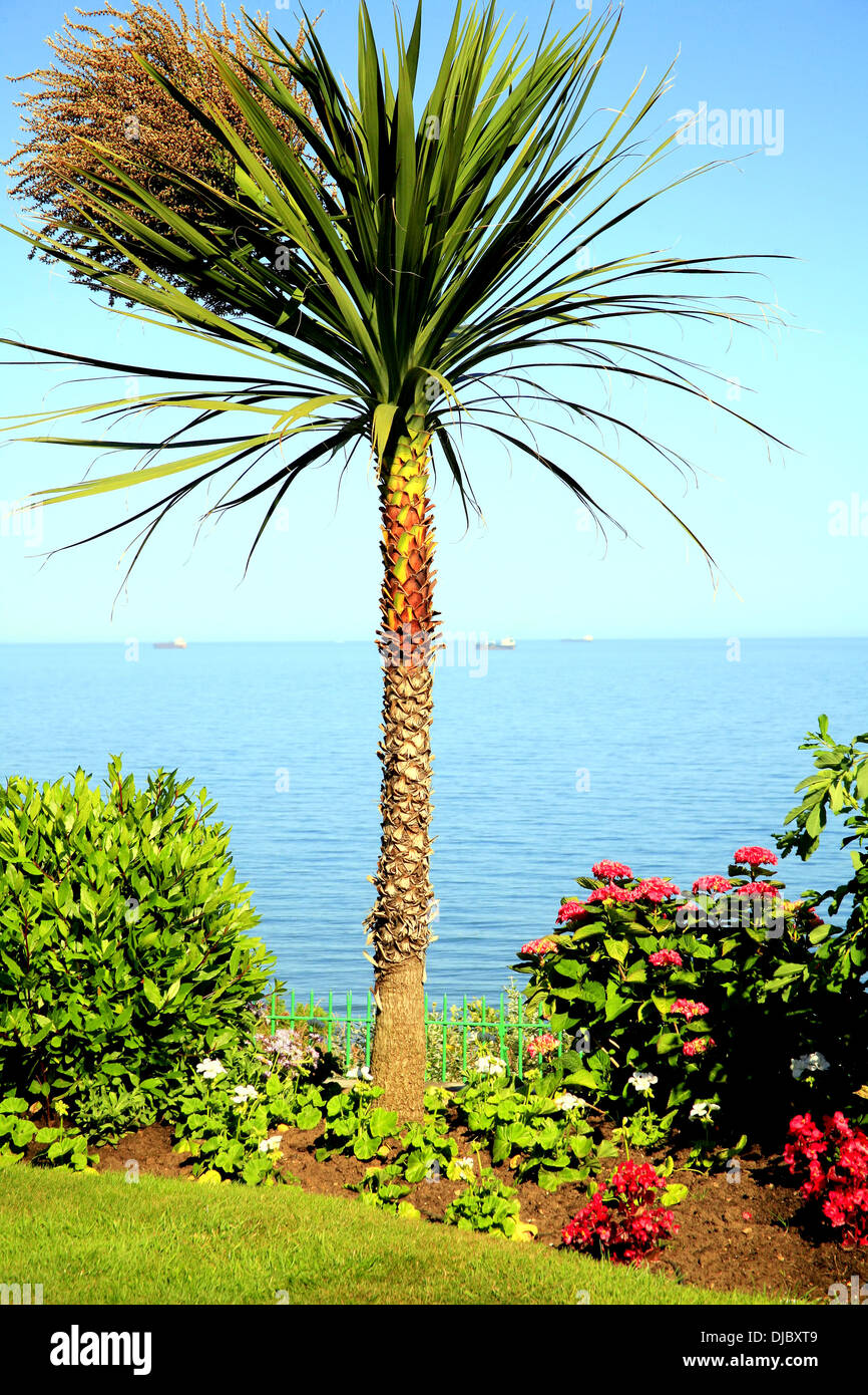 Palm tree and bay from the Esplanade at Shanklin, Isle of Wight ...