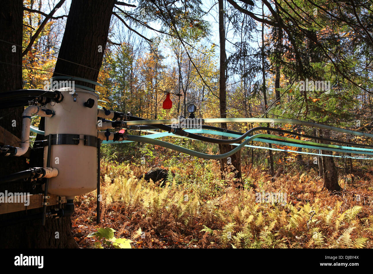 Maple sap collecting system, Richmond, VT, USA Stock Photo - Alamy
