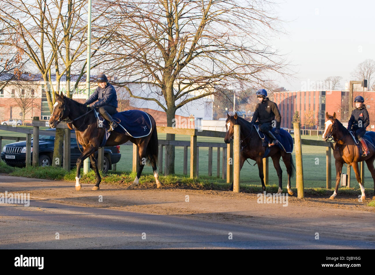 horses on the gallops at Newmarket Stock Photo - Alamy