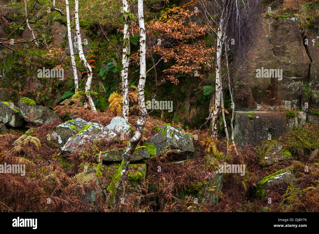 Silver Birch and Copper Beech in Stock Photo - Alamy