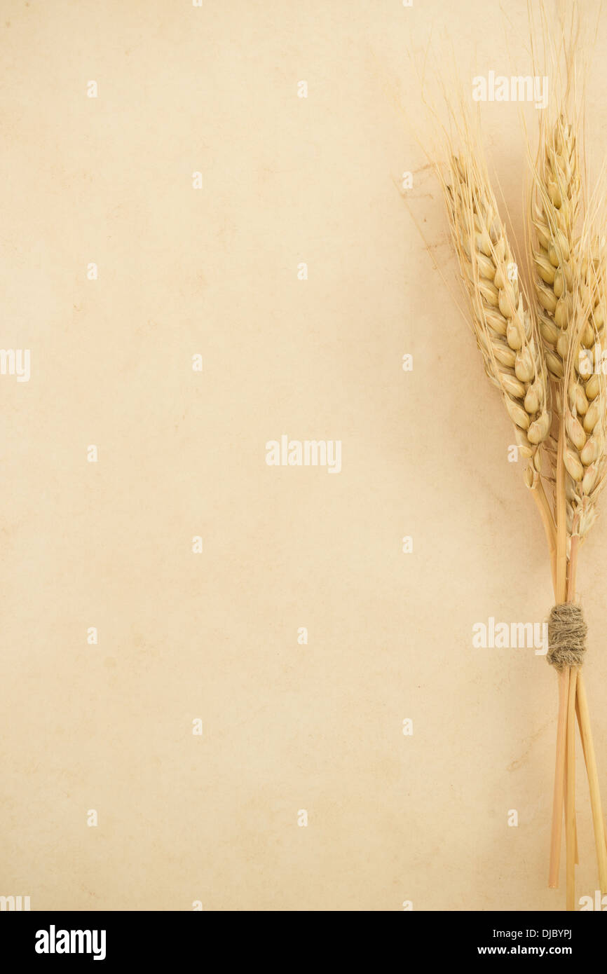wheat ears and parchment texture Stock Photo - Alamy