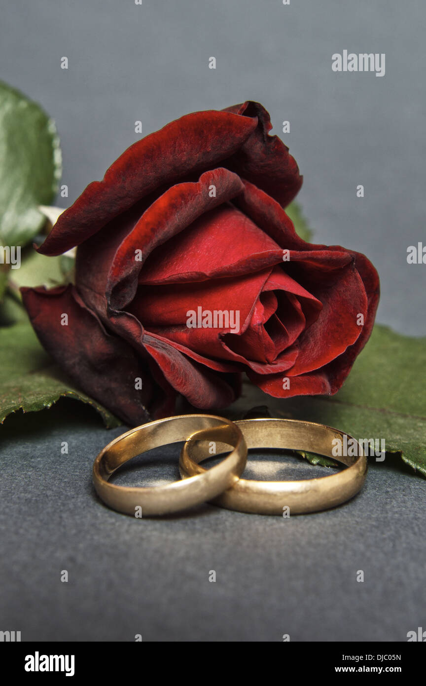 Red rose and wedding rings Stock Photo - Alamy