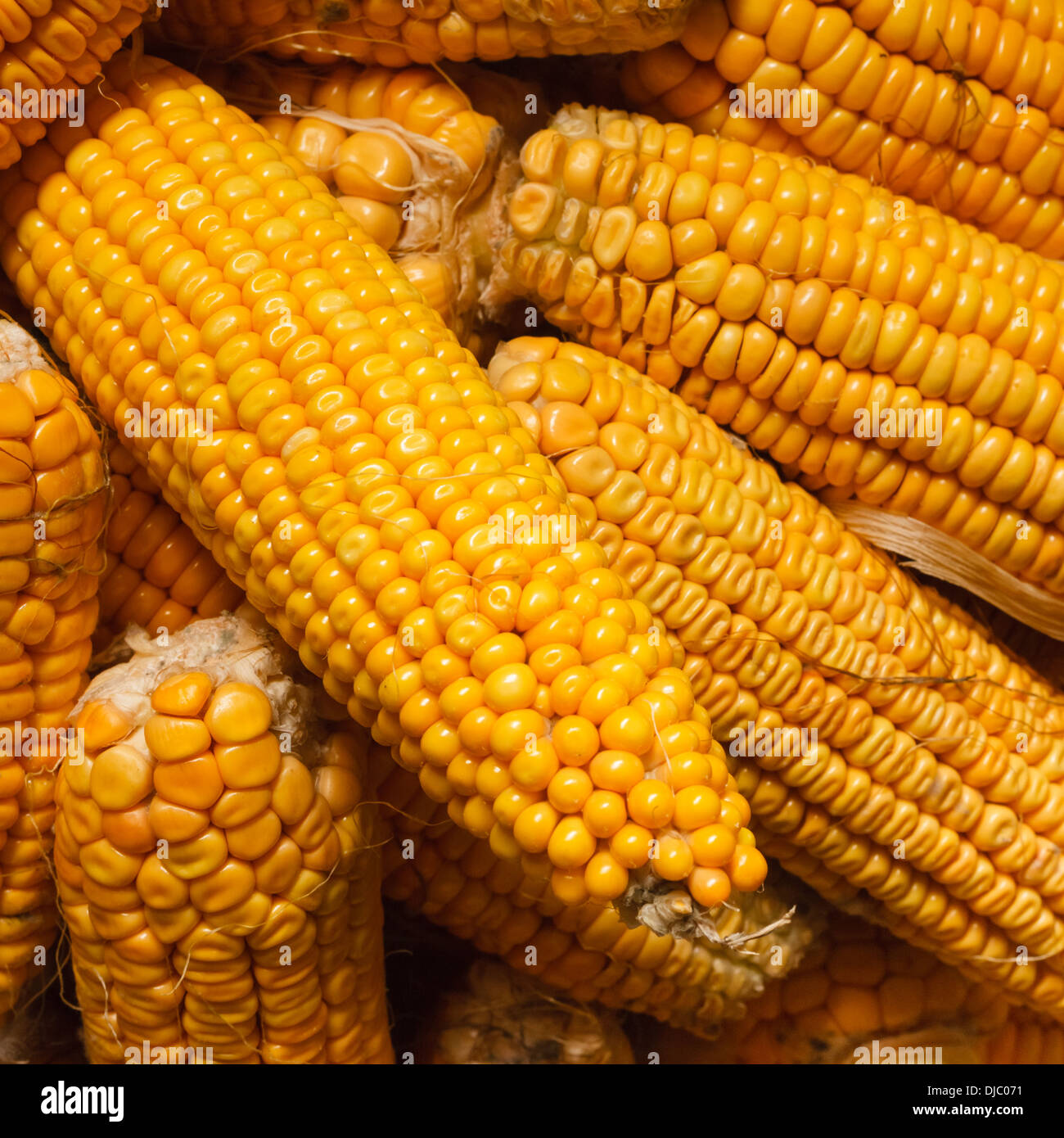 Fresh Yellow Corn Background. Harvest agricultural concept Stock Photo ...