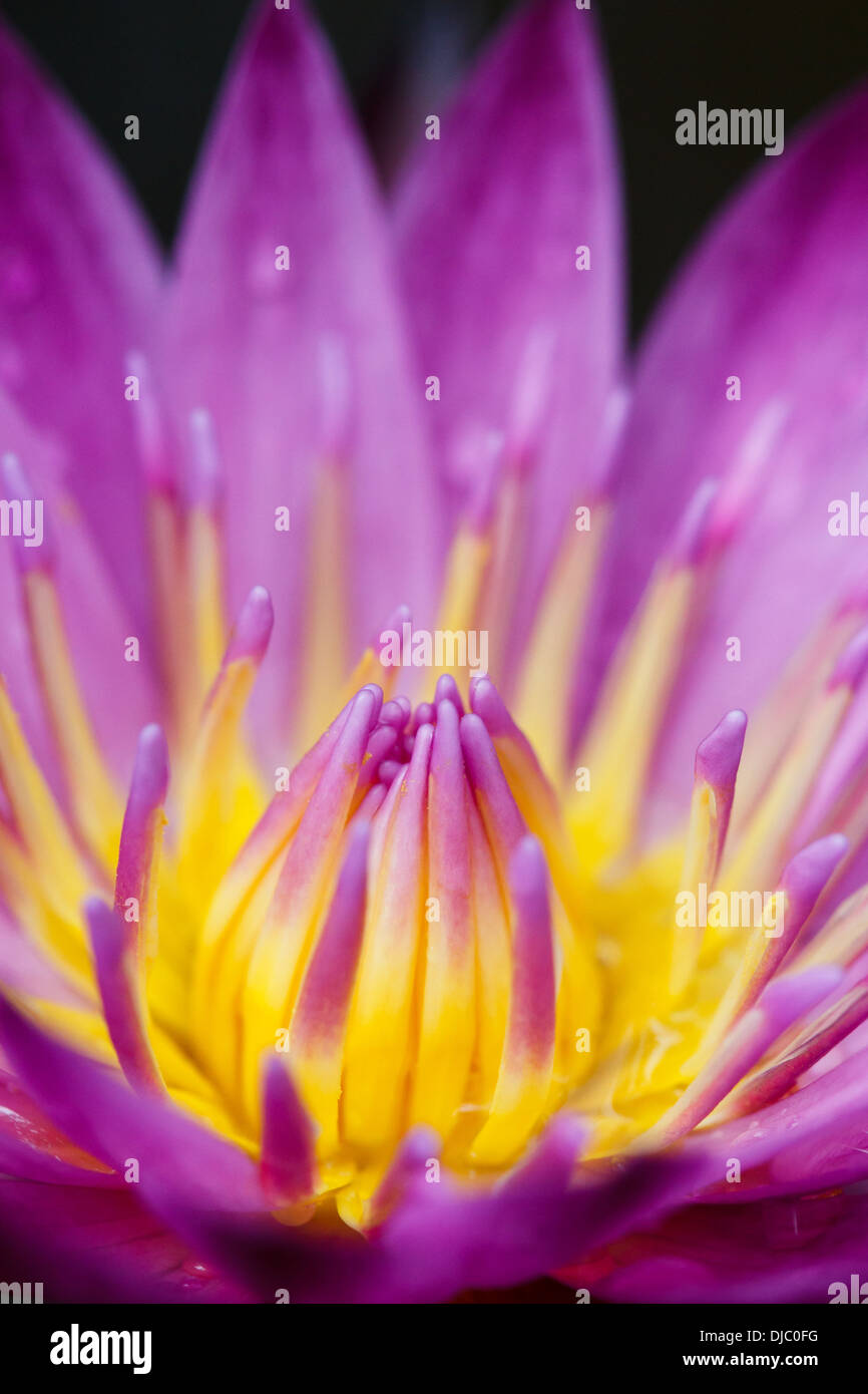 purple lotus flower in bloom, shallow depth of field Stock Photo - Alamy